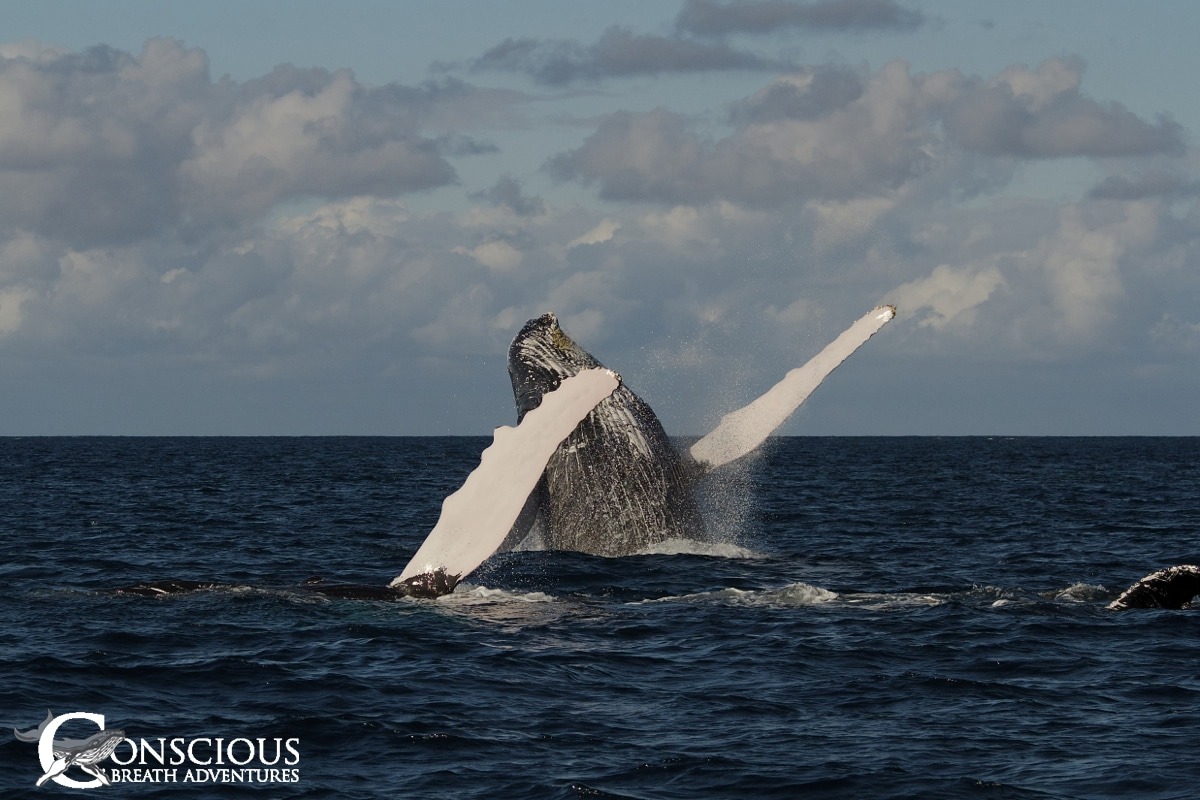 Cruise Report, Week 2: Feb. 2-8, 2019 - Swim with whales, Silver Bank ...