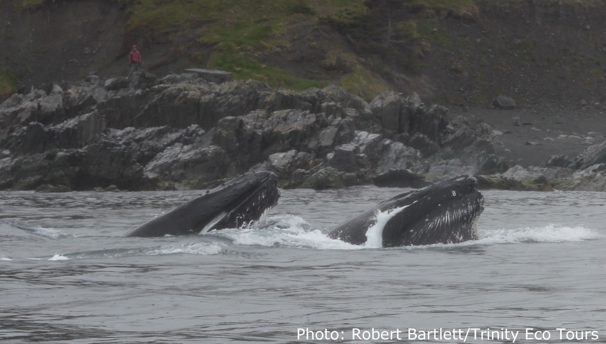 What Do Humpback Whales Eat? Part 1: Capelin