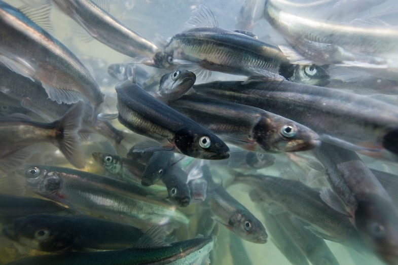 What Do Humpback Whales Eat? Part 1: Capelin
