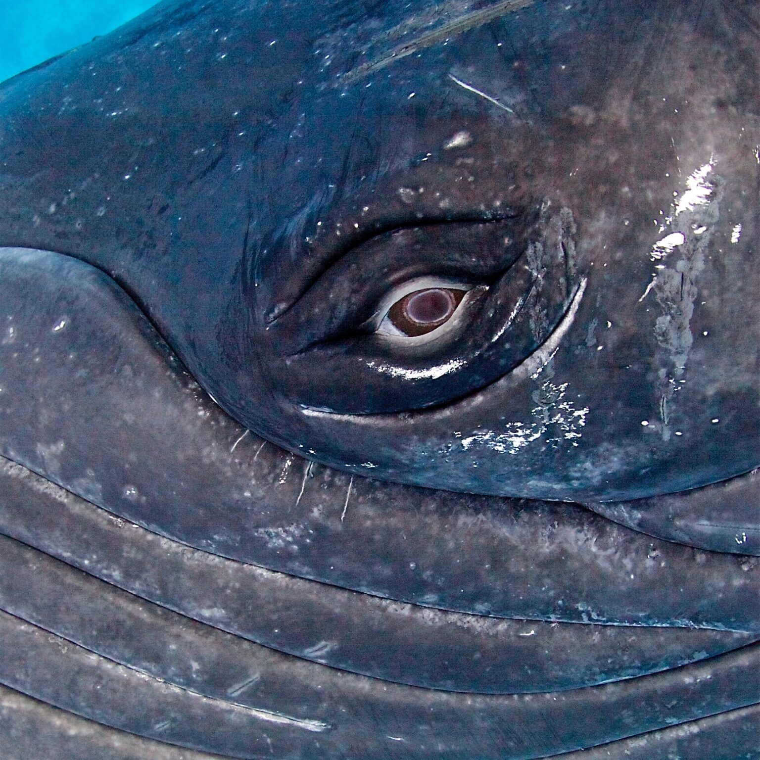 Why Swim With Whales?